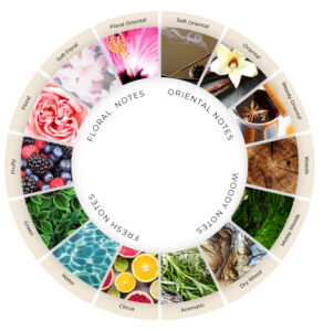 An introduction to the fragrance wheel | Sniph